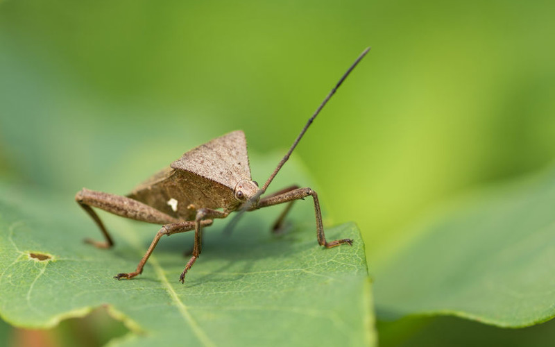 How To Get Rid Of Shield Bugs Kings Plant Doctor How To Get Rid Of Shield Bugs Kings Plant Doctor