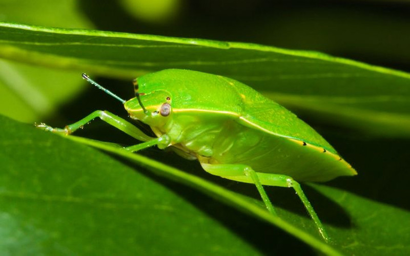 How To Get Rid Of Shield Bugs Kings Plant Doctor How To Get Rid Of Shield Bugs Kings Plant Doctor